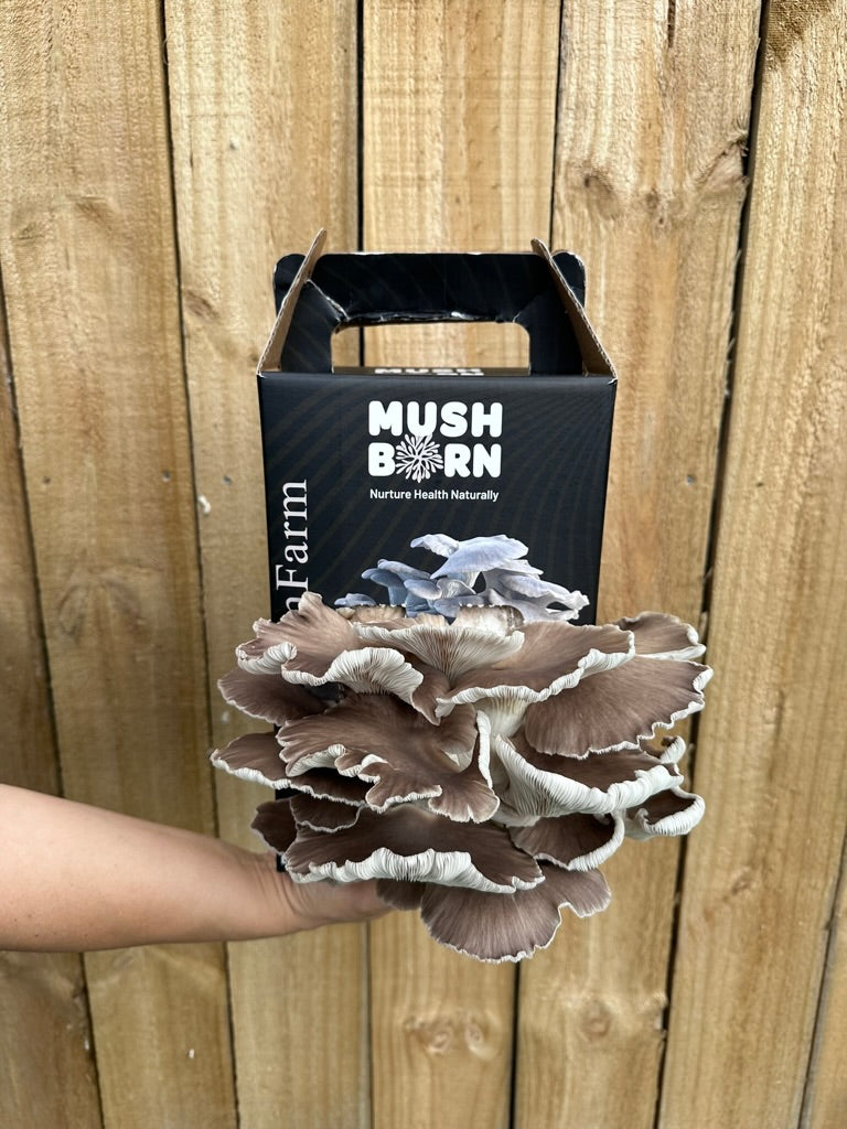 Products – MUSHBORN