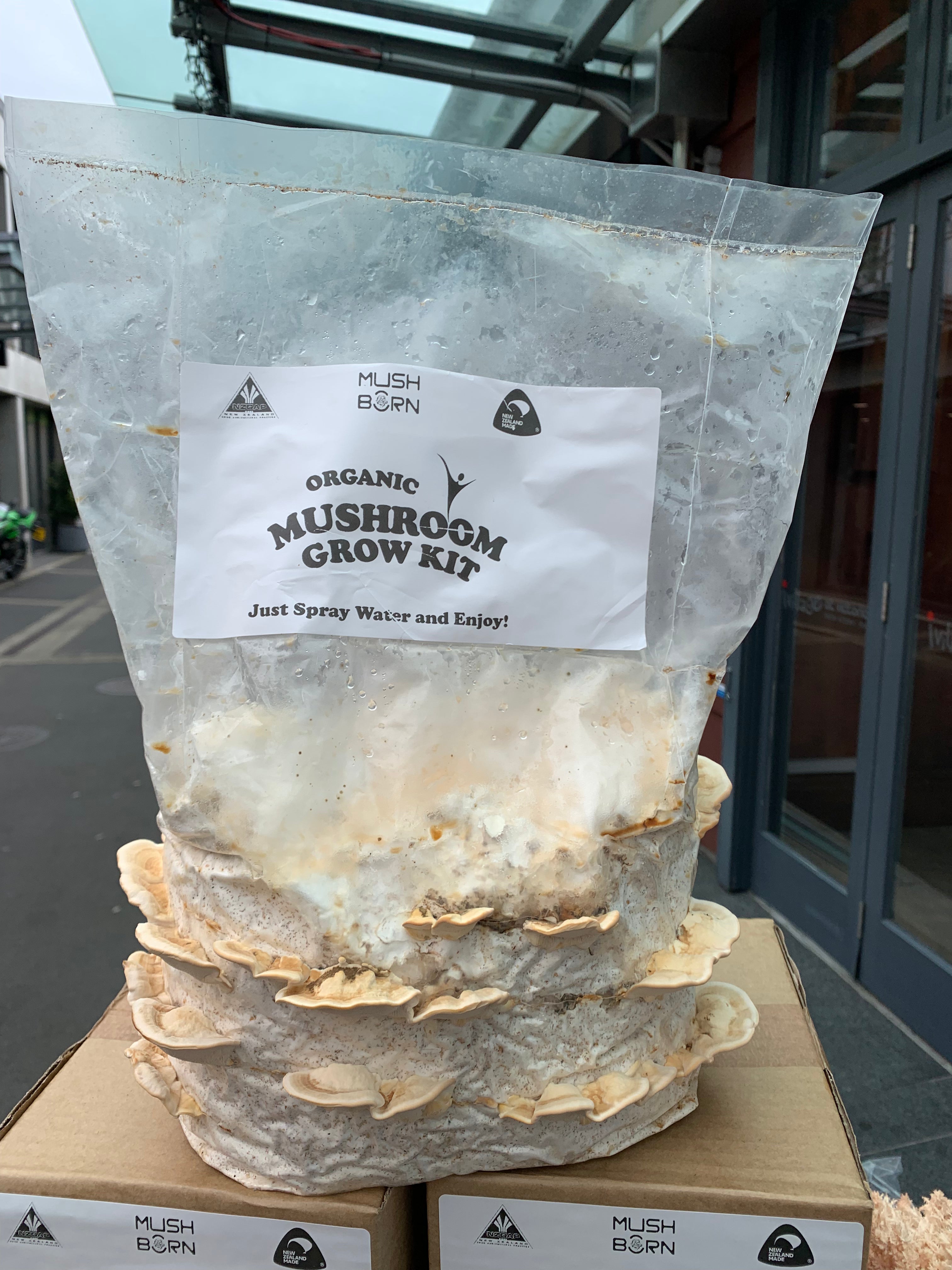 Turkey tail grow kit – MUSHBORN