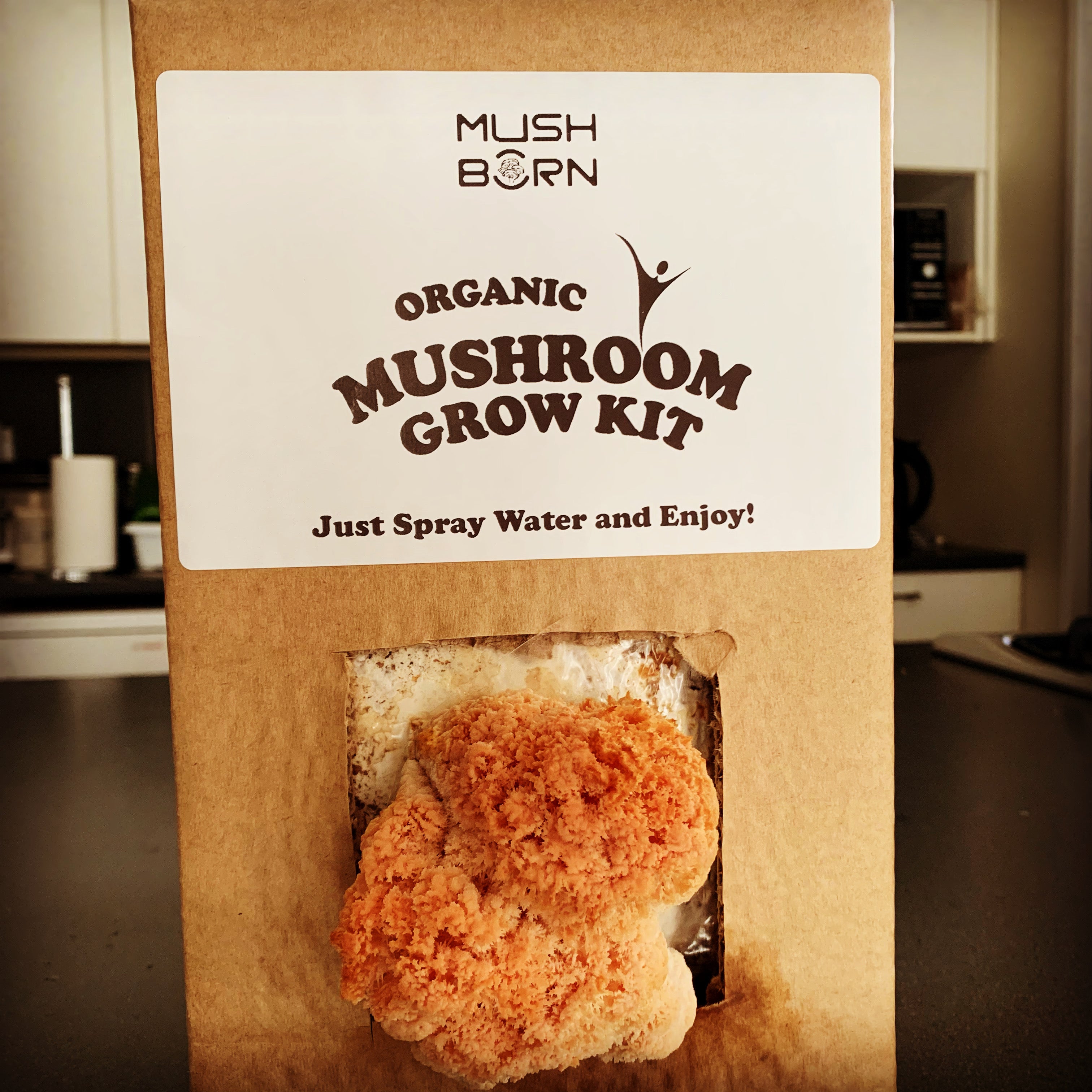 Products – MUSHBORN