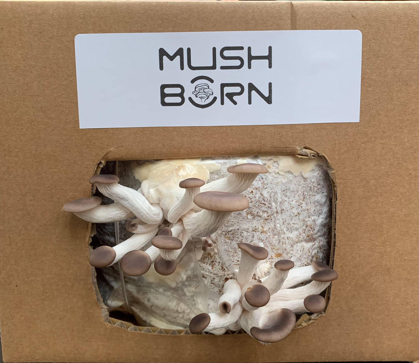 Grey oyster grow kit – MUSHBORN
